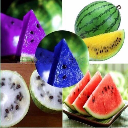Rare Colorful Sweet🍉Watermelon🍉Seeds Fresh Fruit Healthy Planting Su ...