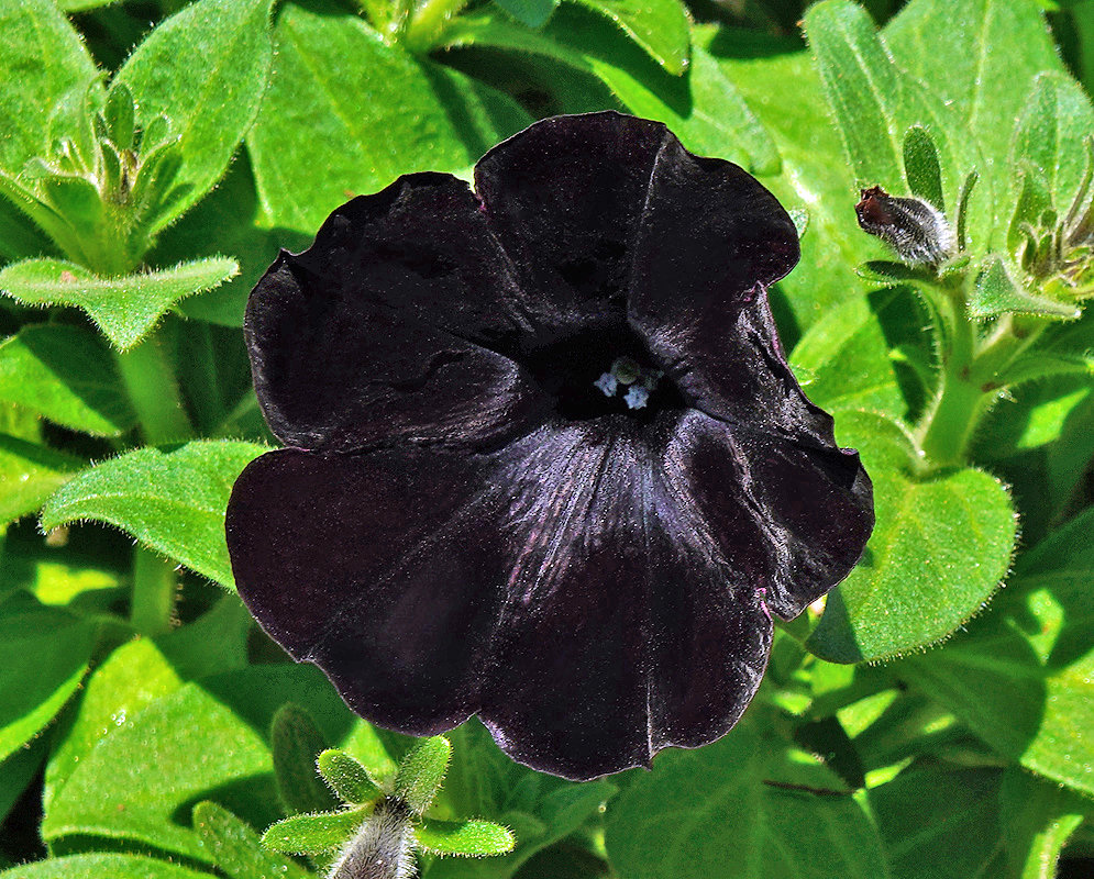 Black Petunia Seeds