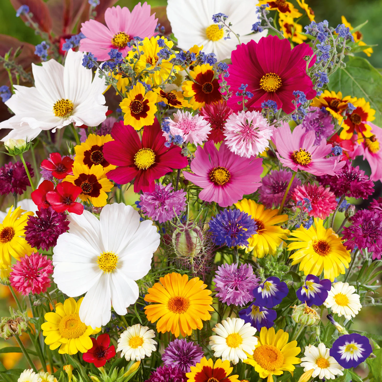 Mixed Perennial Flowers Seeds-Over 60 kinds mixed-fridayw