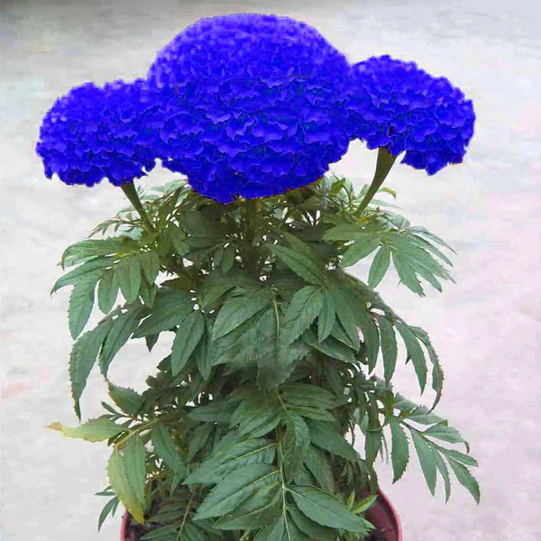 Choose your rare flower seeds – fridayw