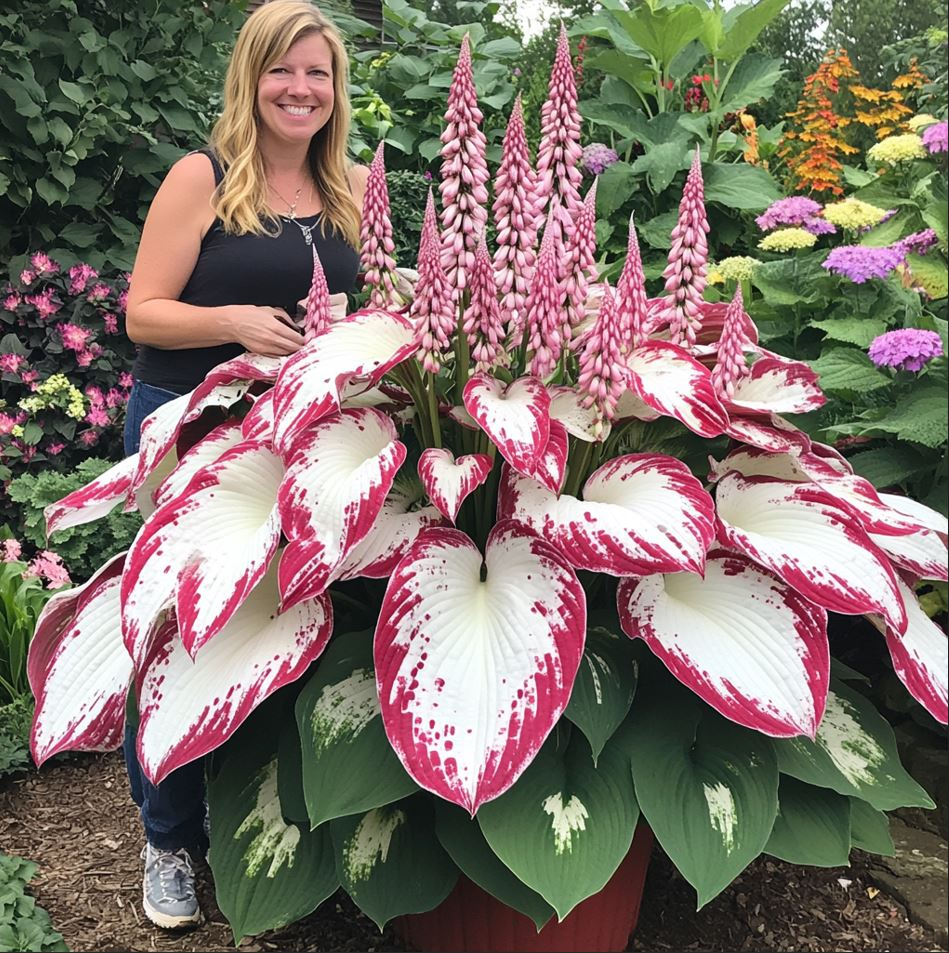 Red Giant Variegated Hostas