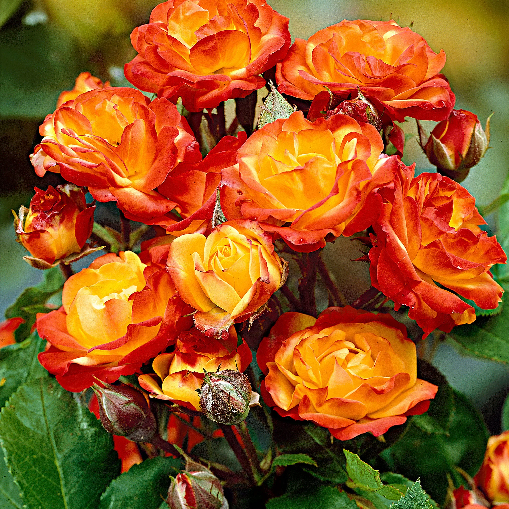 🔥Spring Special🌹Tequila Sunrise Rose Seeds
