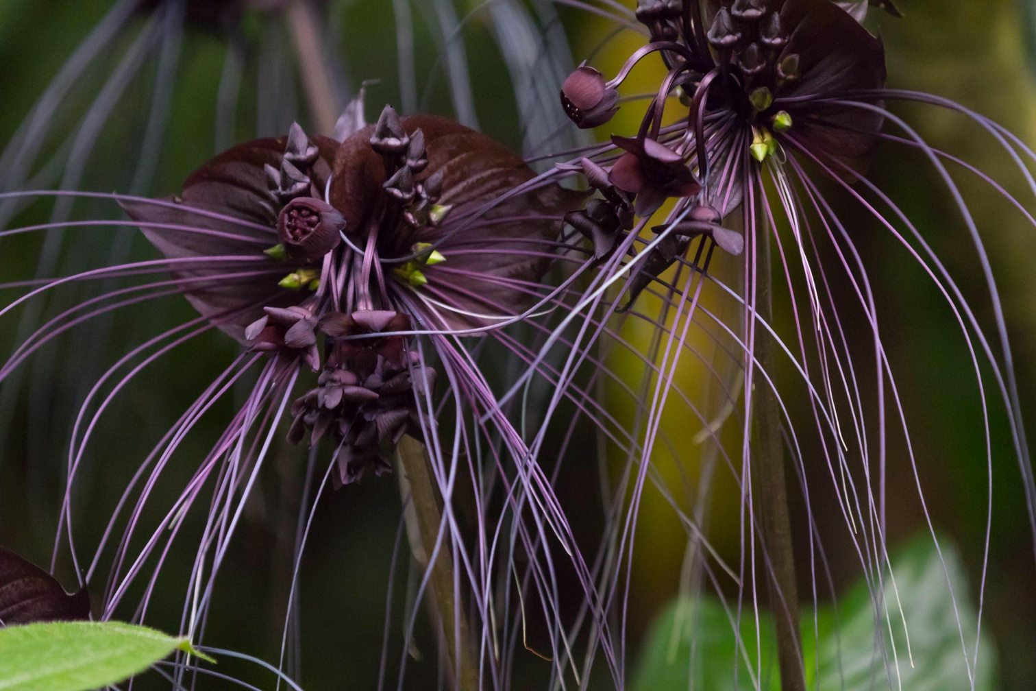 Choose your rare flower seeds – fridayw