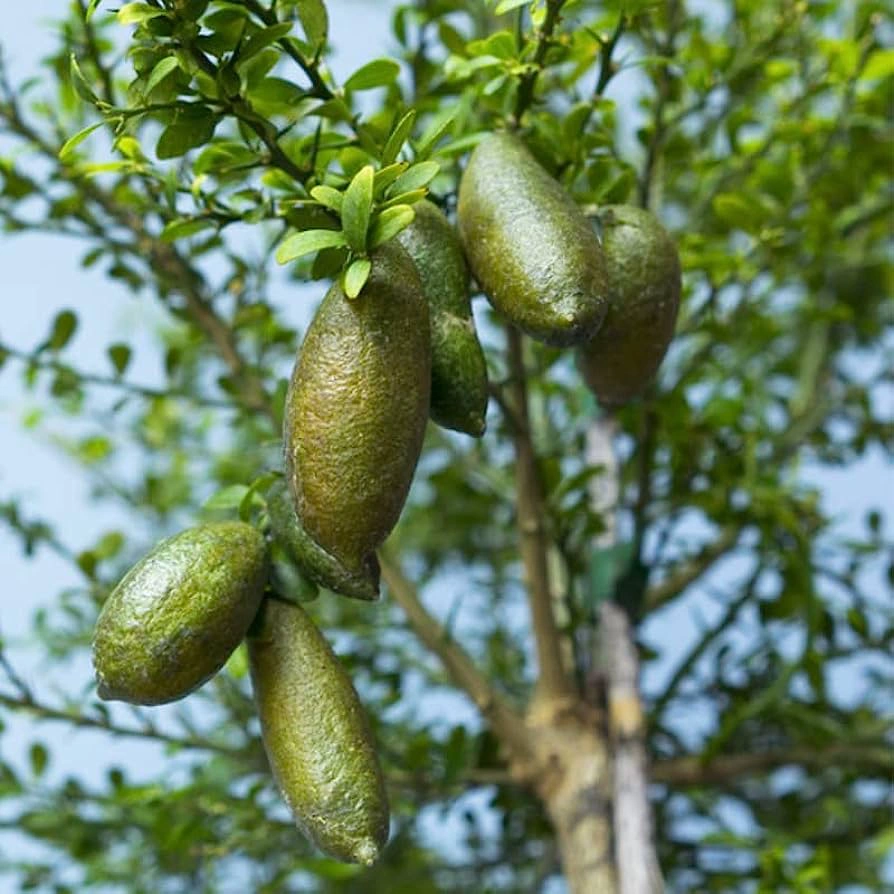 🎉 The Noble Among Lemons👑-Finger Lemon Seeds🍋-fridayw