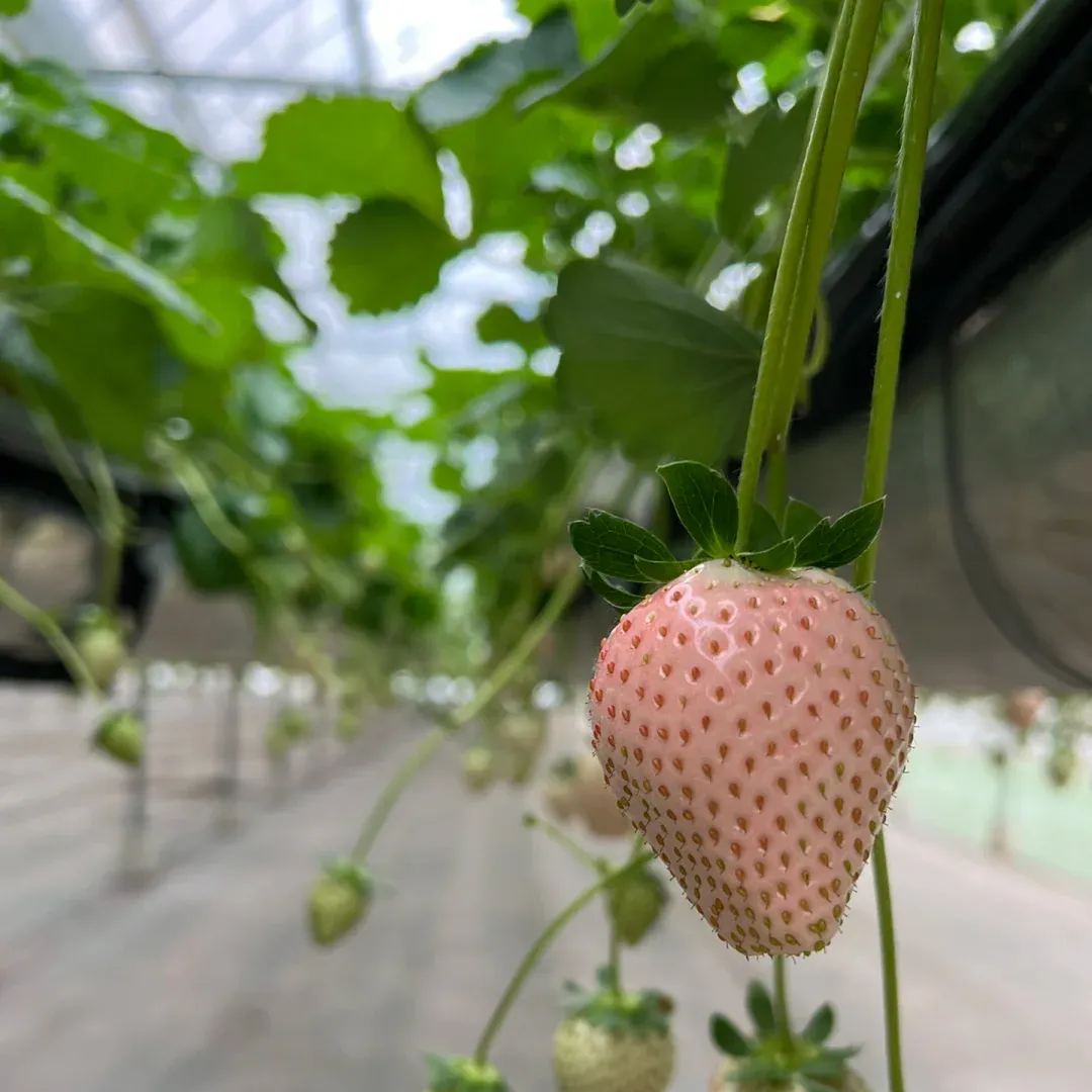 🎉Snow White Strawberries👸-First Love Strawberry Seeds🍓