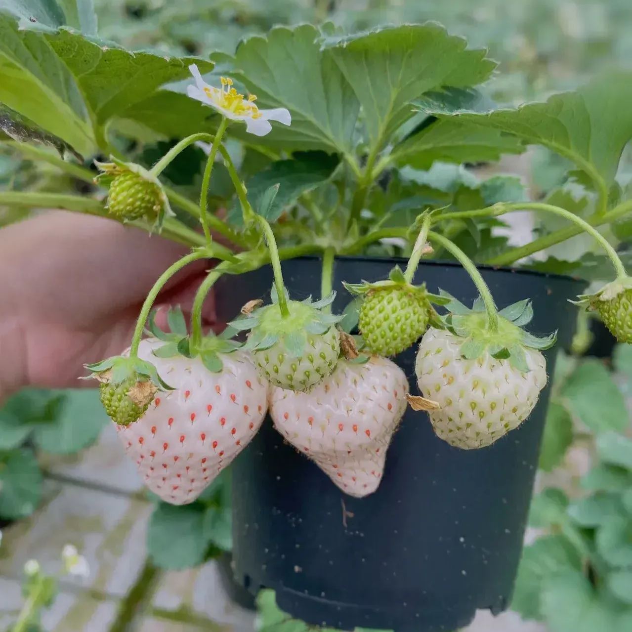🎉Snow White Strawberries👸-First Love Strawberry Seeds🍓