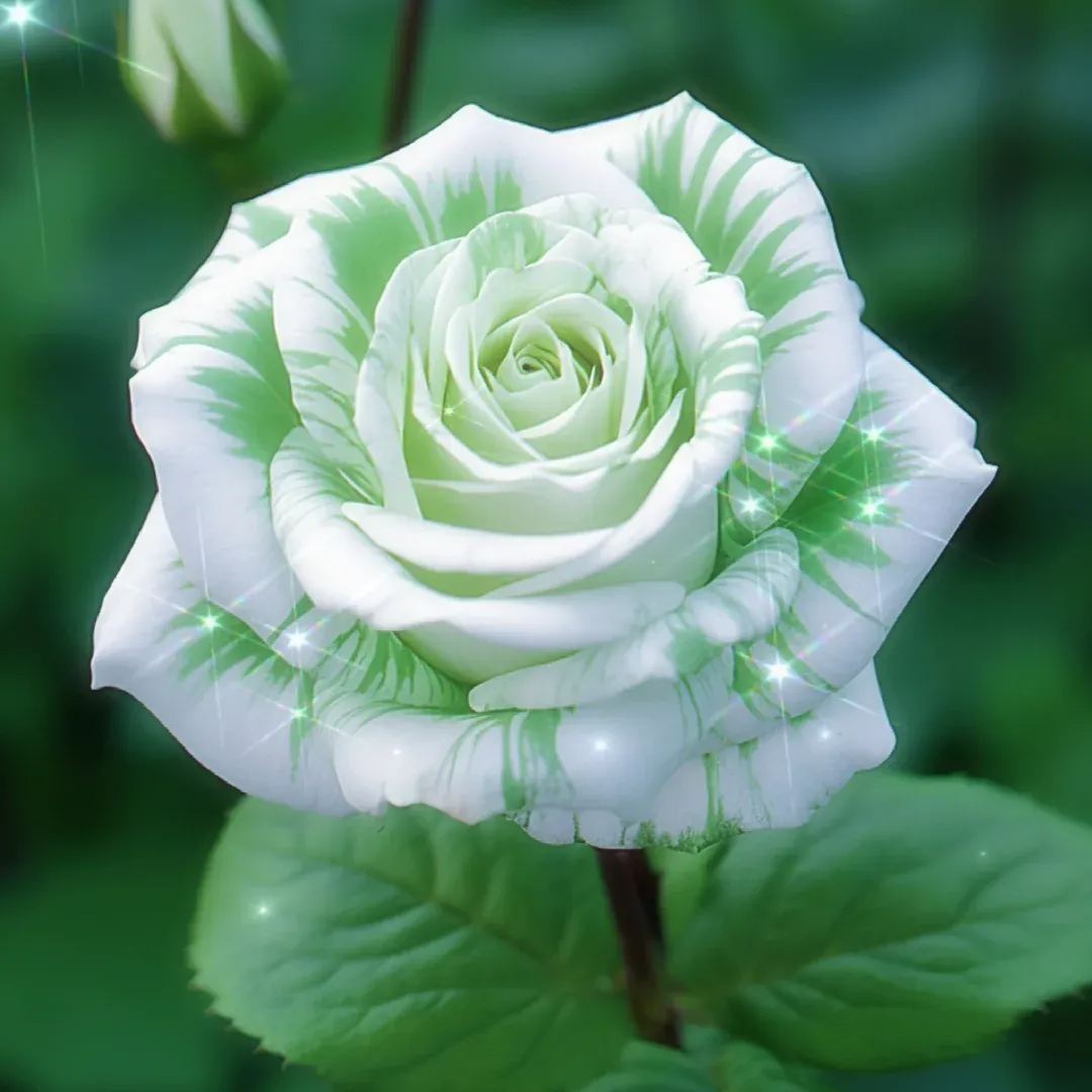 Fragrant green rose seeds🌿-fridayw