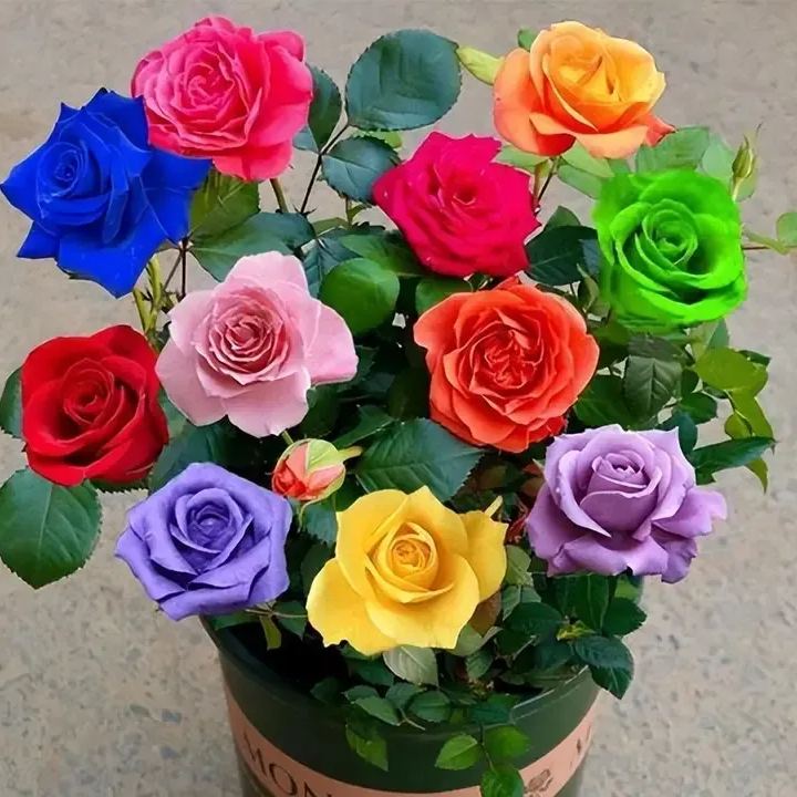 🔥New spring products🌈Rainbow multi-color roses seeds🌹-fridayw