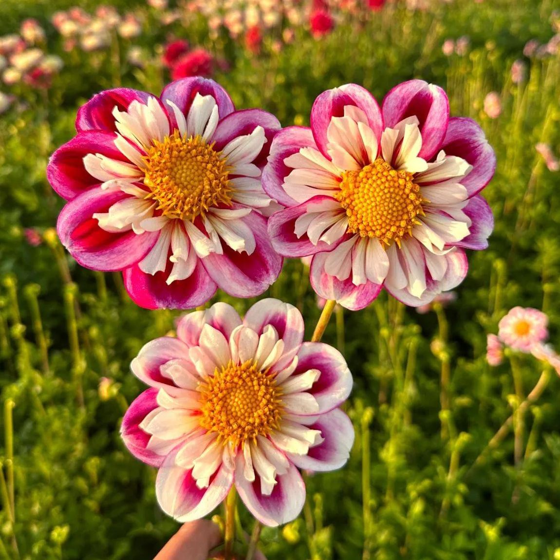 🤩Spring Special💐 Dahlia ‘Bumble Rumble’ Seeds-fridayw