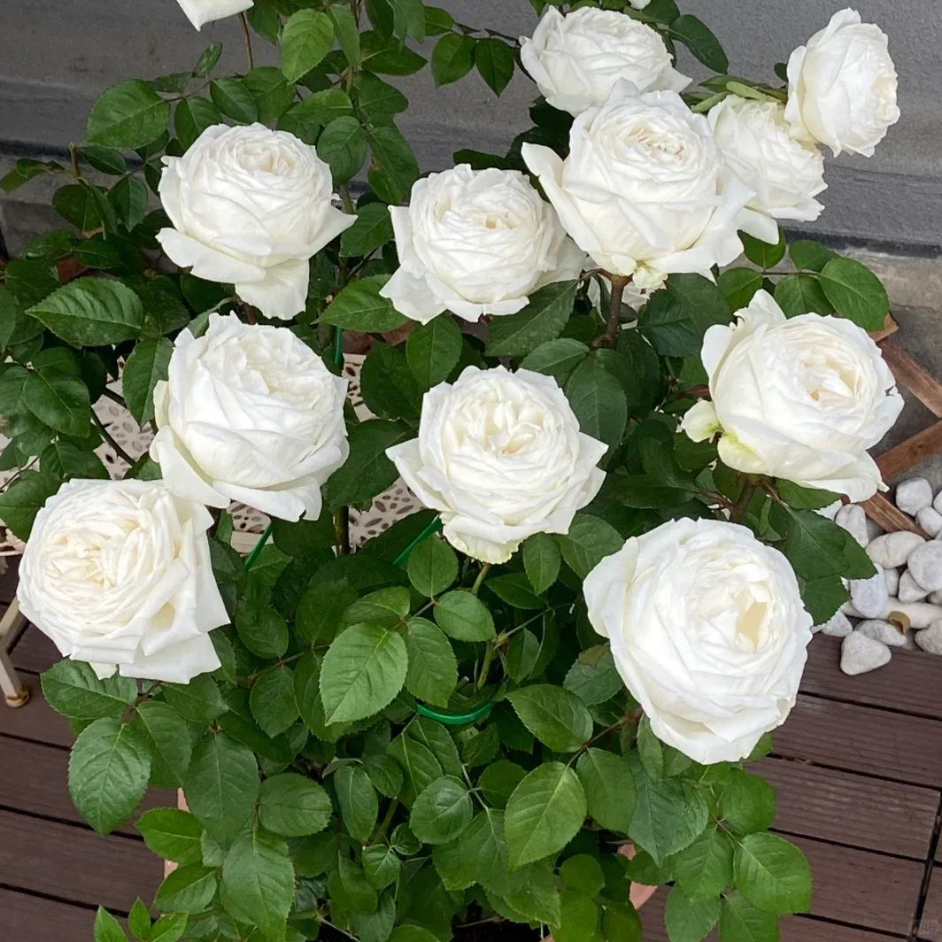 Proud white rose seed-- Purity Love