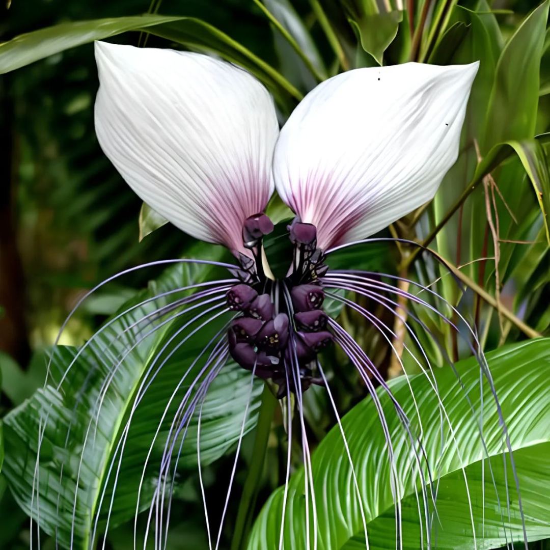 Choose your rare flower seeds – fridayw