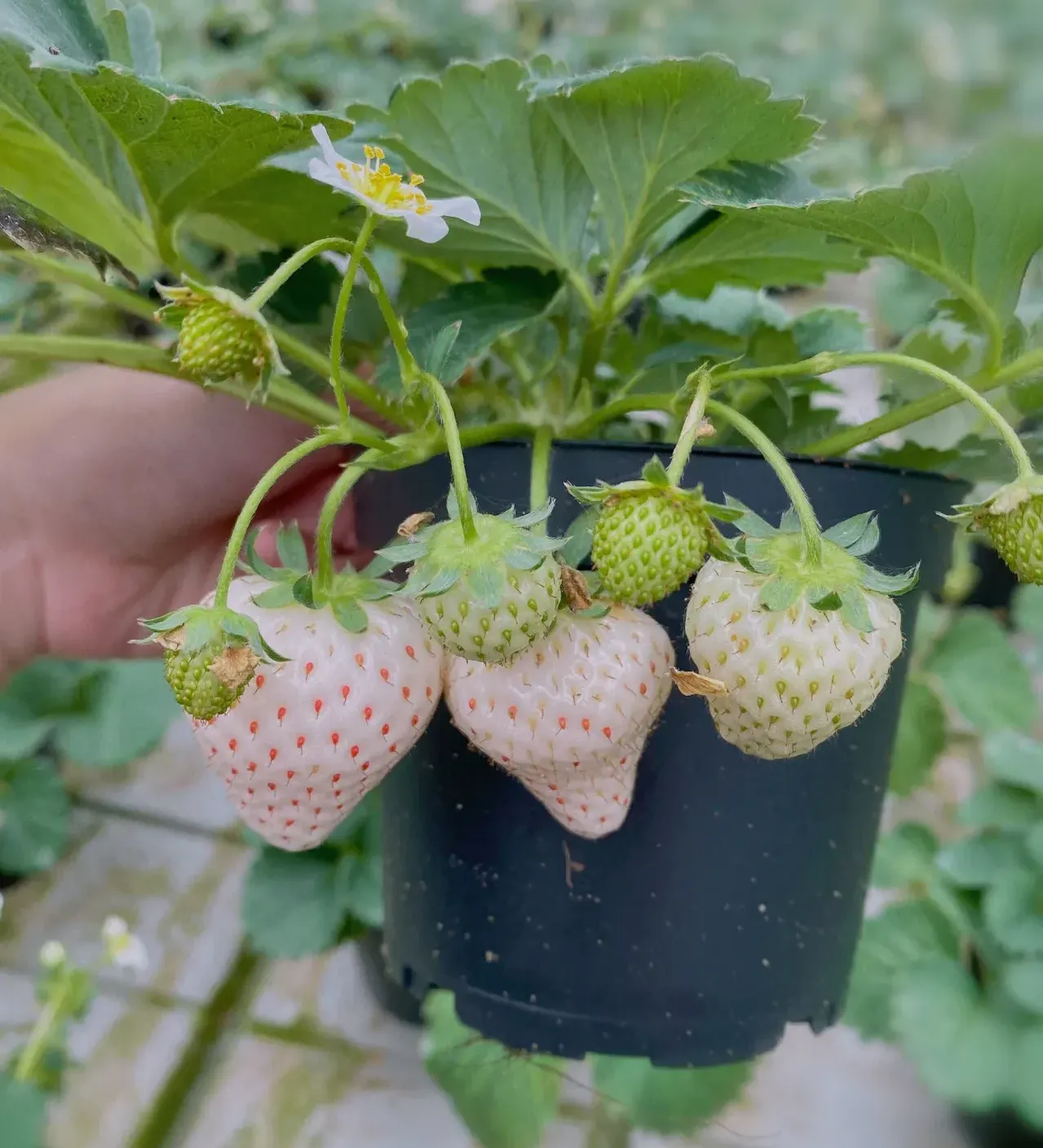 🎉Snow White Strawberries👸-First Love Strawberry Seeds🍓