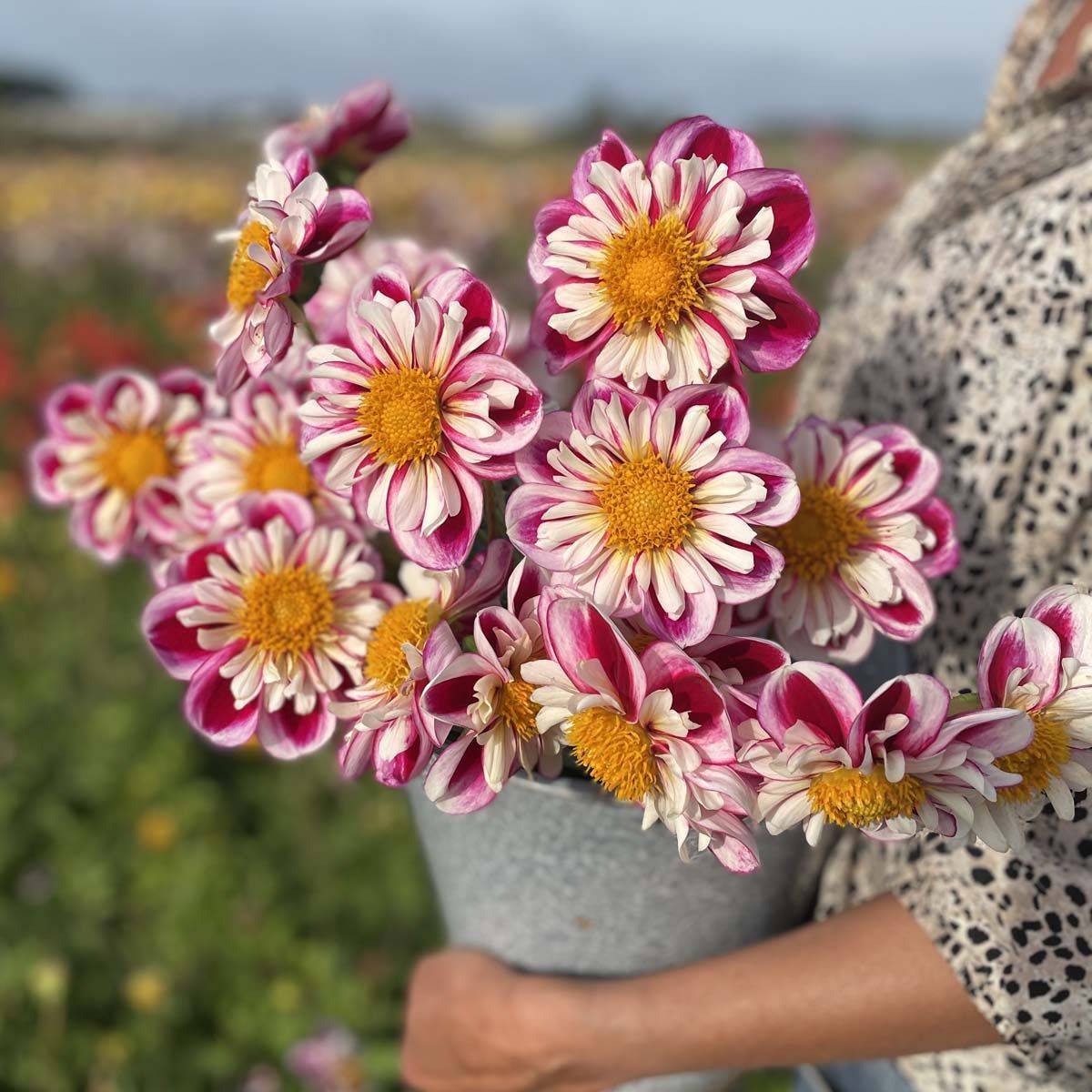 🤩Spring Special💐 Dahlia ‘Bumble Rumble’ Seeds-fridayw