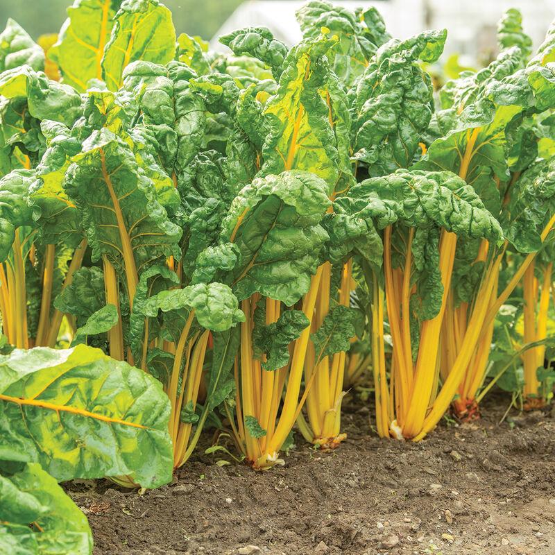 Heart of Gold Organic Swiss Chard Seeds