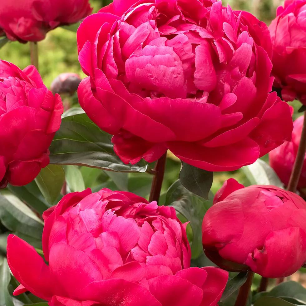 Peony 'Red Sarah Bernhardt'