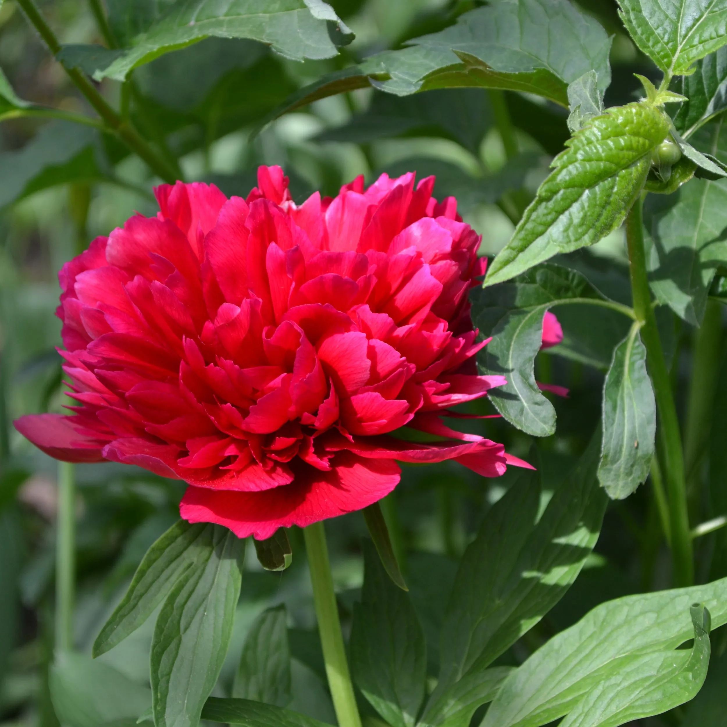 Peony 'Red Sarah Bernhardt'