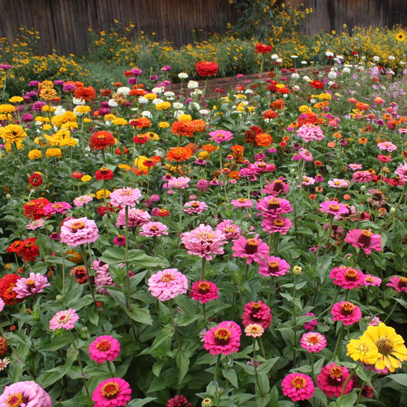 🌸 Vibrant Double Zinnia Seeds – Easy to Grow, Bloom All Season!