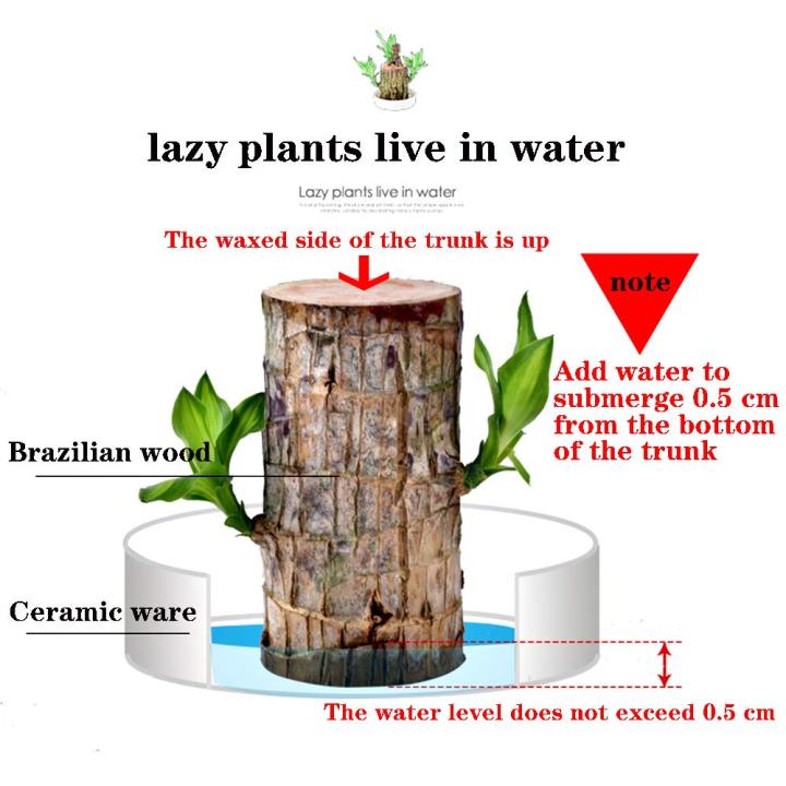 🔥Free Nutrient Solution Today🔥Brazilwood Hydroponic Plants Groot Luc