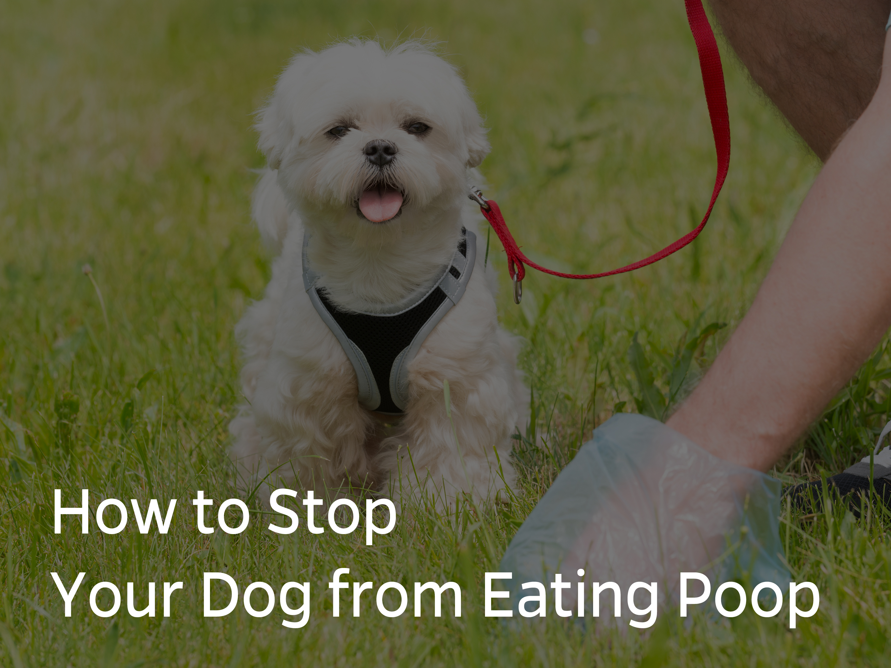 Home Remedies to Stop Dogs from Eating Poop