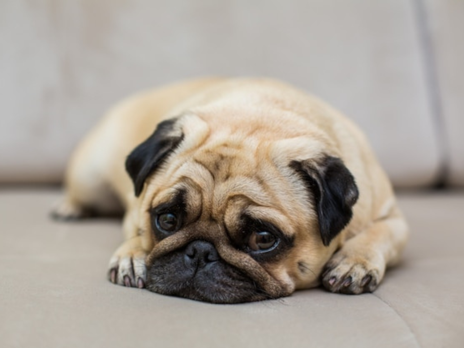 Can Dogs Be Autistic? How to Tell & What to Do
