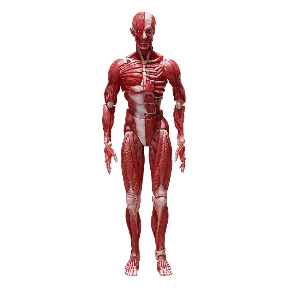 Original Character Figma Action Figure Human Anatomical Model 15 cm ...