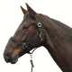 HKM Nose Net | Free UK Delivery
