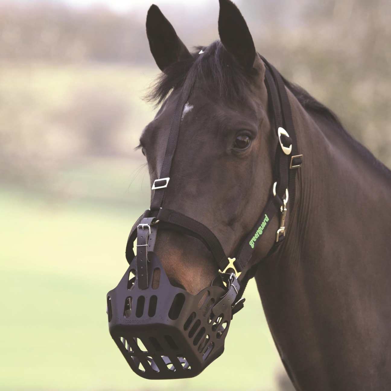 Grazing Muzzles | EQUUS