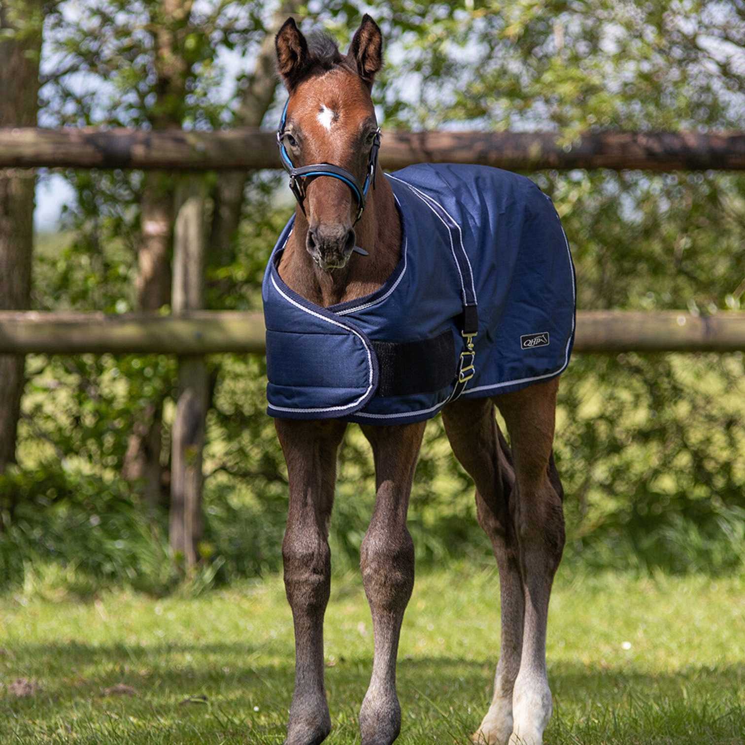 Turnout Rugs | Horse Turnout Rugs | EQUUS