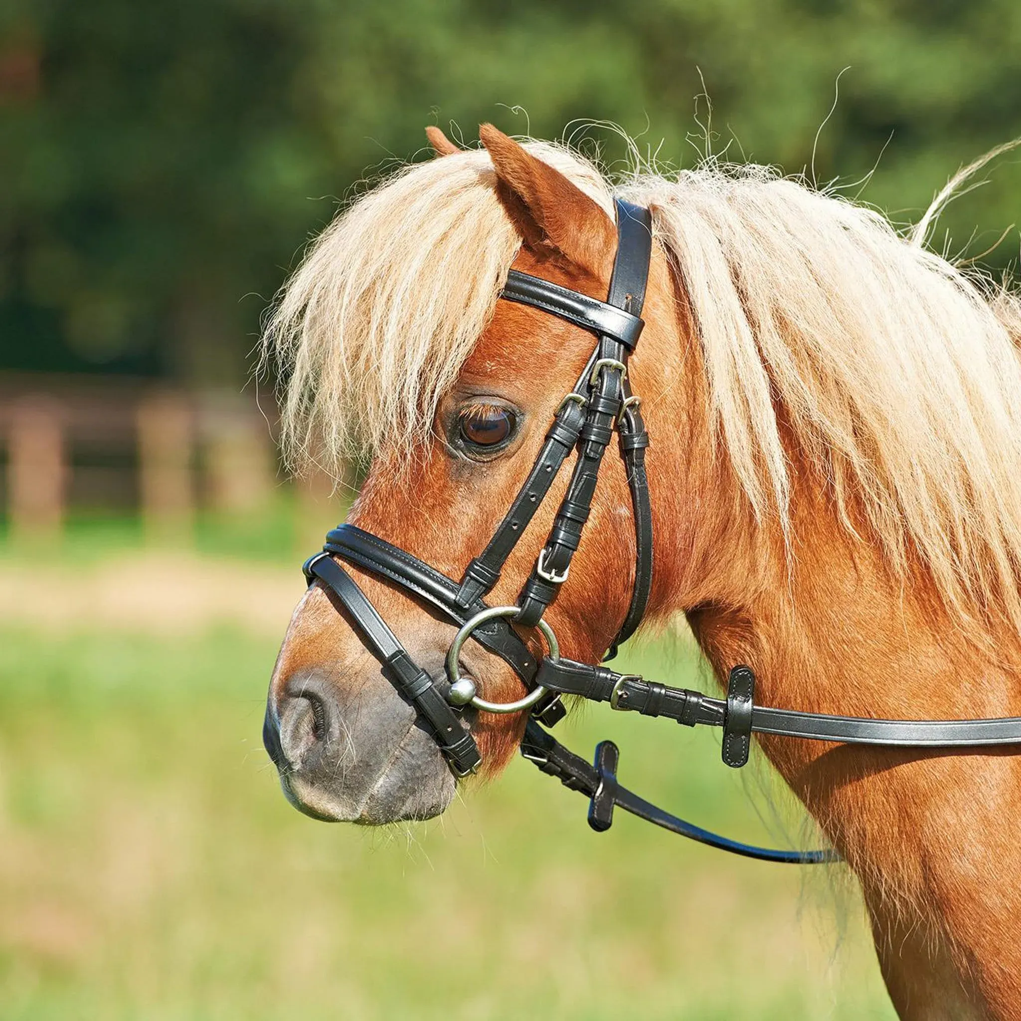 Shetland Pony Shop | Shetland Pony & Mini Horse Tack, Equipment ...