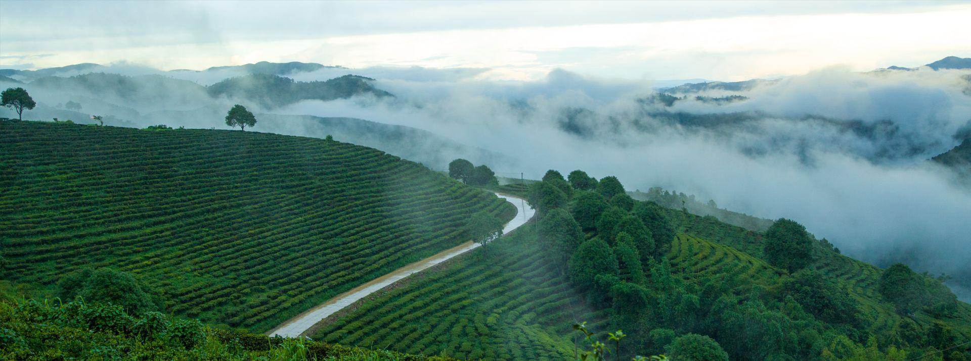 TAETEA is a leader in China' s puer tea industry, founded in 1940