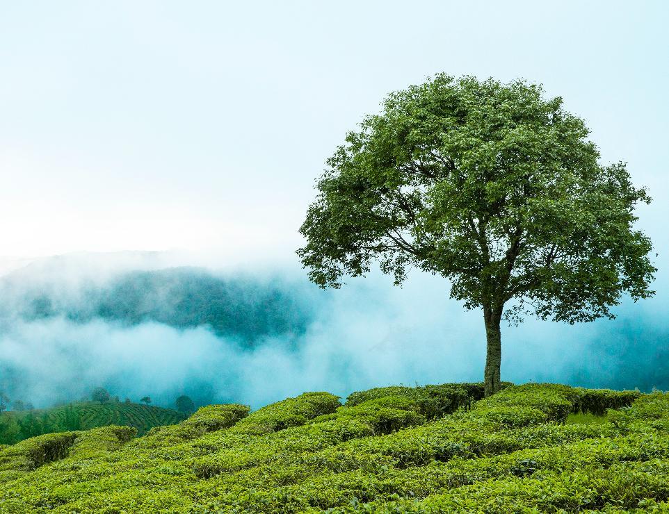 TAETEA is a leader in China' s puer tea industry, founded in 1940