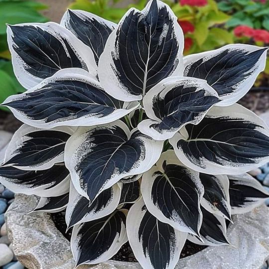 Rare Hosta — Black-White