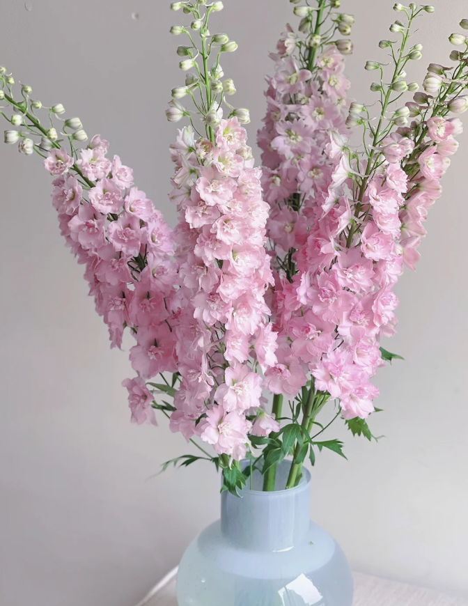 50+ seed Unique, Baby pink blooms Larkspur Seed