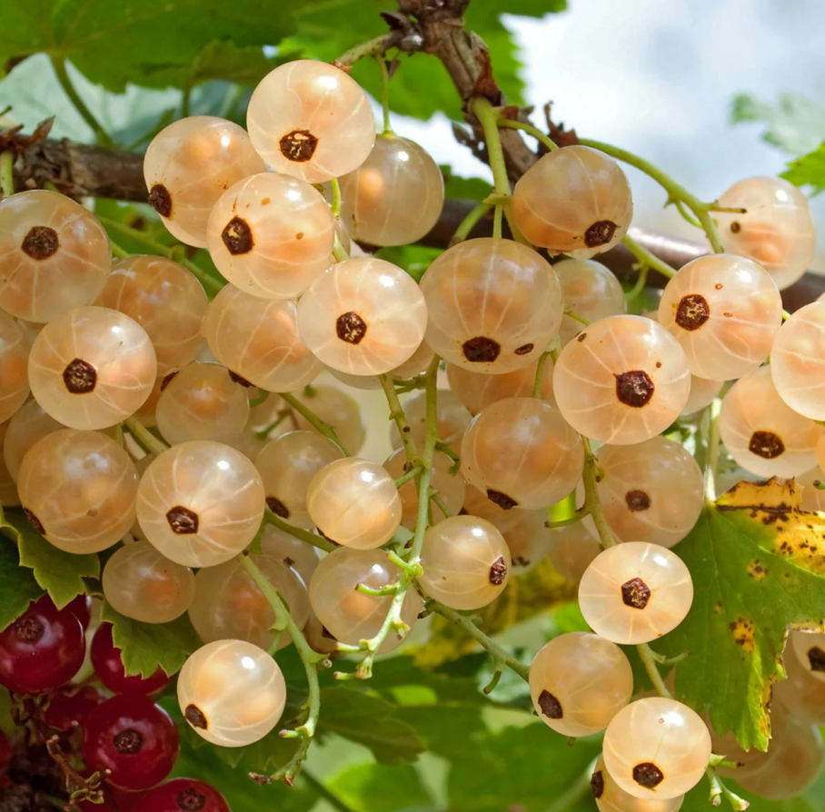 Currant Seeds