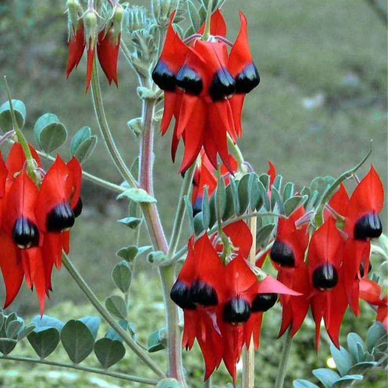 Sturt's STURT'S DESERT PEA SWAINSONA FORMOSA AUSTRALIAN NATIVE | X 20