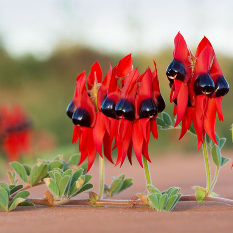 Sturt's STURT'S DESERT PEA SWAINSONA FORMOSA AUSTRALIAN NATIVE | X 20
