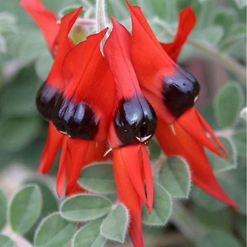 Sturt's STURT'S DESERT PEA SWAINSONA FORMOSA AUSTRALIAN NATIVE | X 20