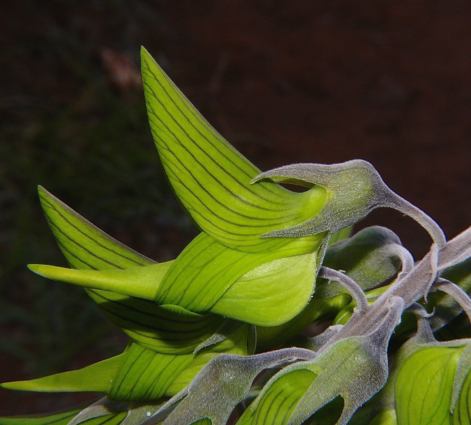 Green Birdflower Crotalaria cunninghamii 5 Seeds – SEEDSSUN