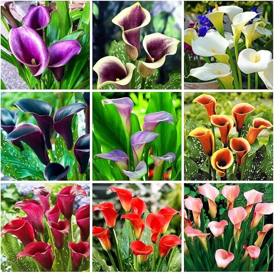 Egrow 50pcs Calla Lily Seeds