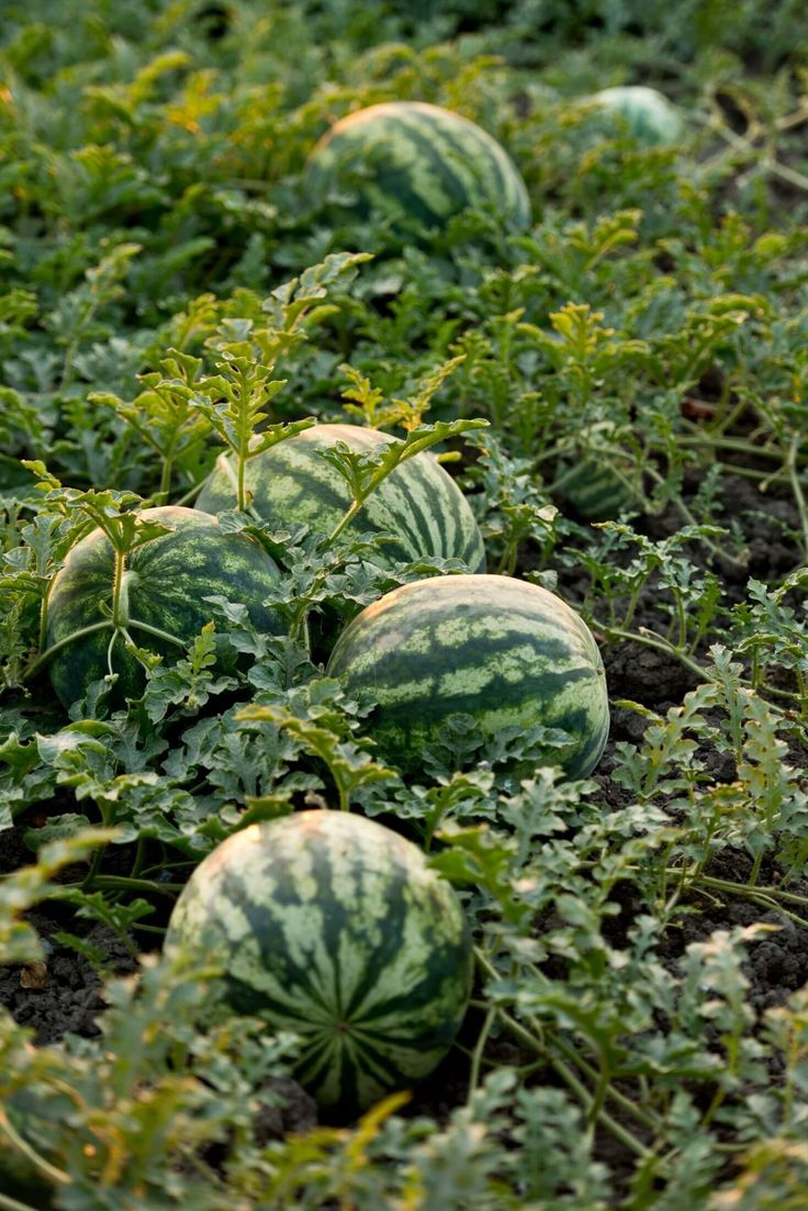Requirements for environmental conditions for watermelon growth and de