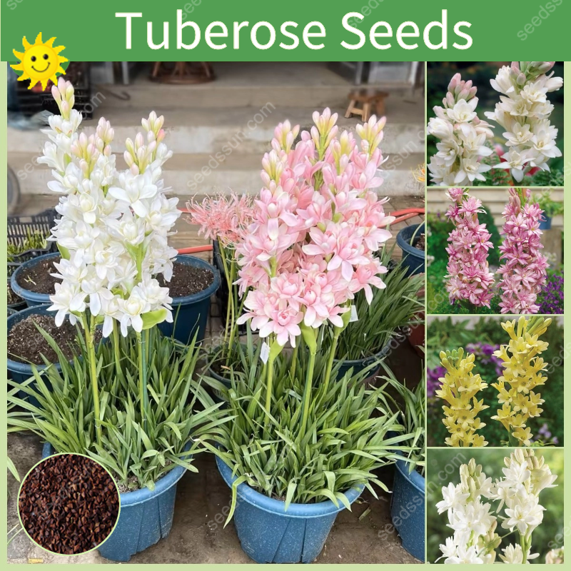 Tuberose Seeds