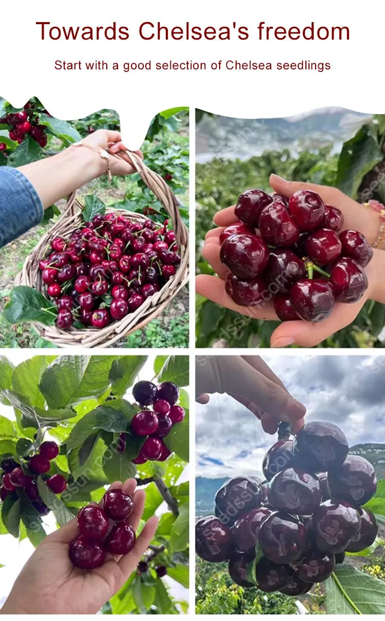 Fully Imported Chilean Chelsea Seeds Sweet Cherry Seeds