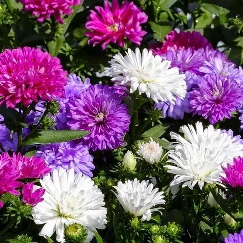 Aster Mixed Seeds (1000 Seeds)