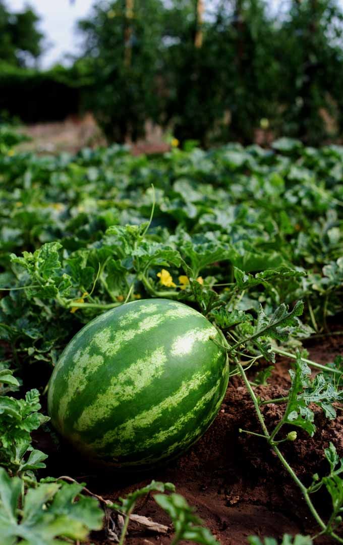 Requirements for environmental conditions for watermelon growth and de