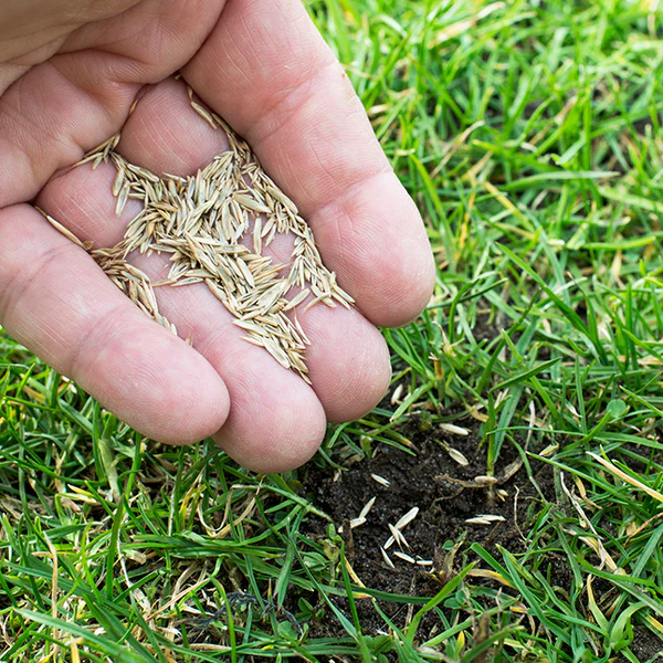 🎊 High Quality Premium Lawn Seeds