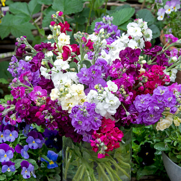 Stocks Mixed Seeds (1000 seeds) – SEEDSSUN