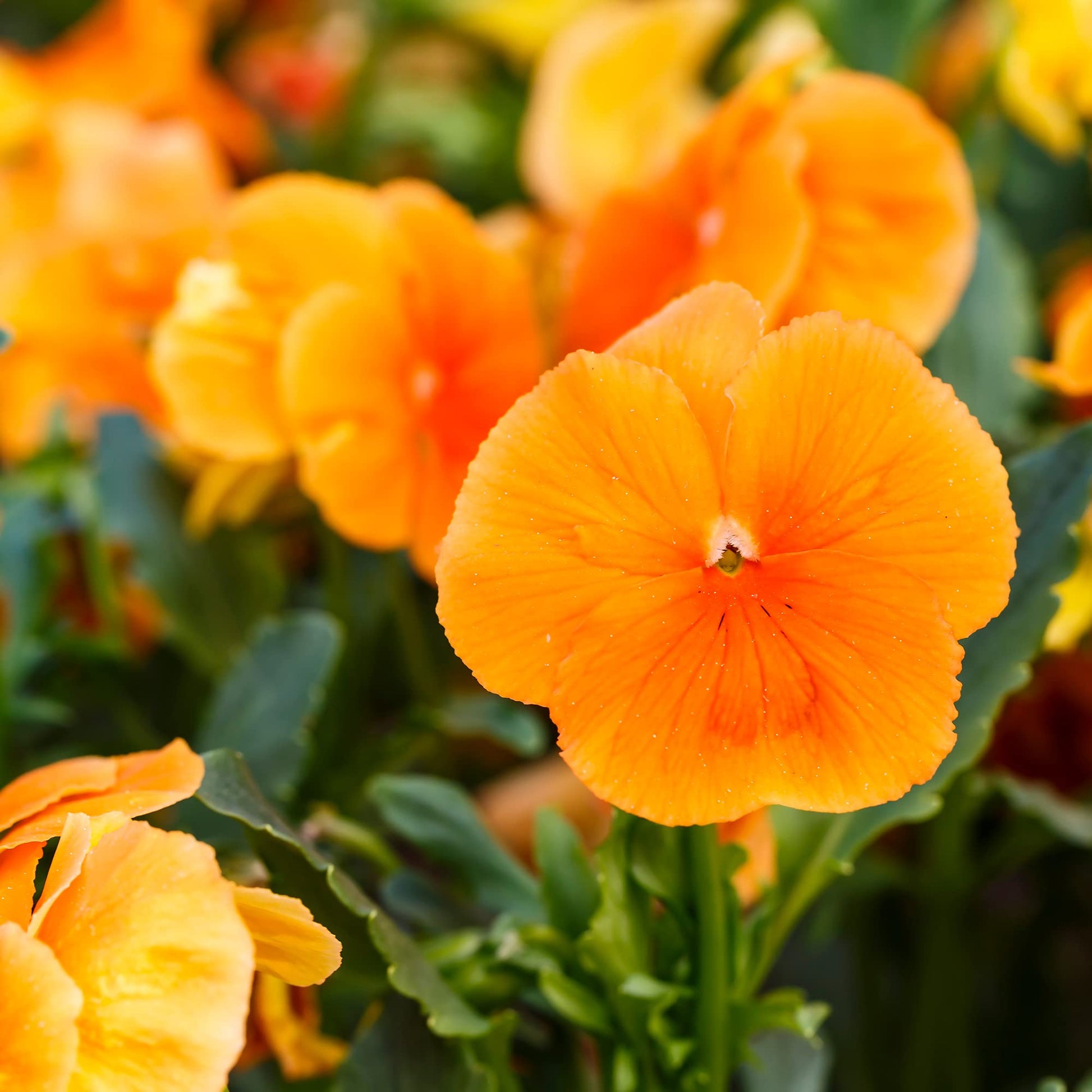 Deep Orange Pansy Seeds
