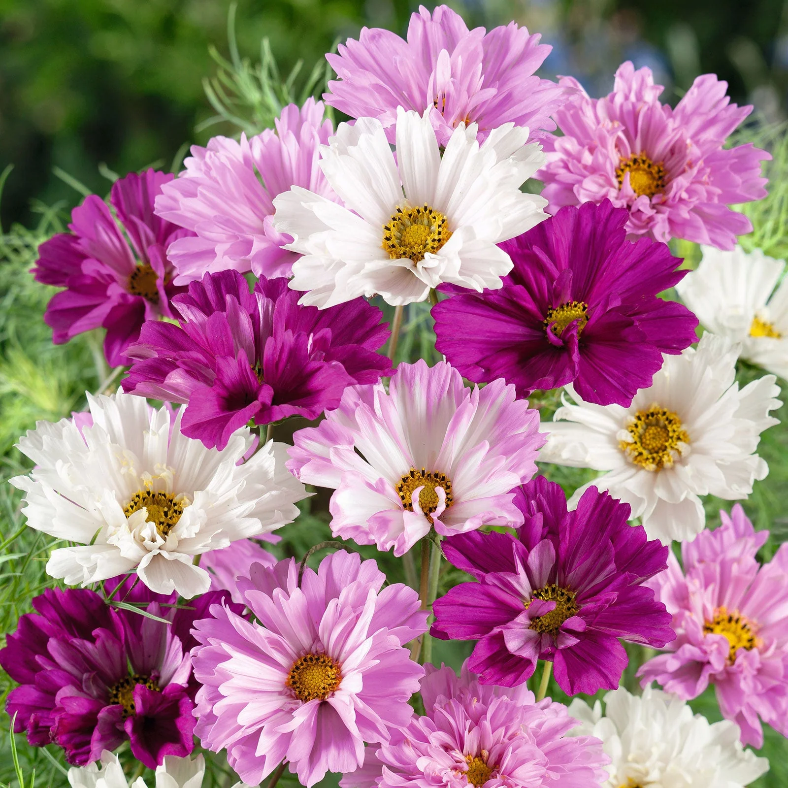 🔥Easy To Plant & Live In All Seasons-Double Mixed Color Cosmos Seeds