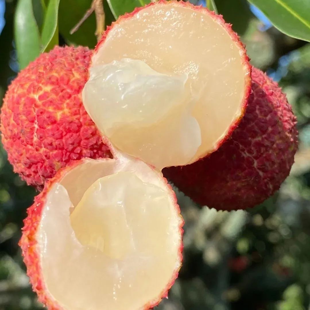 Seedless Lychee Seeds