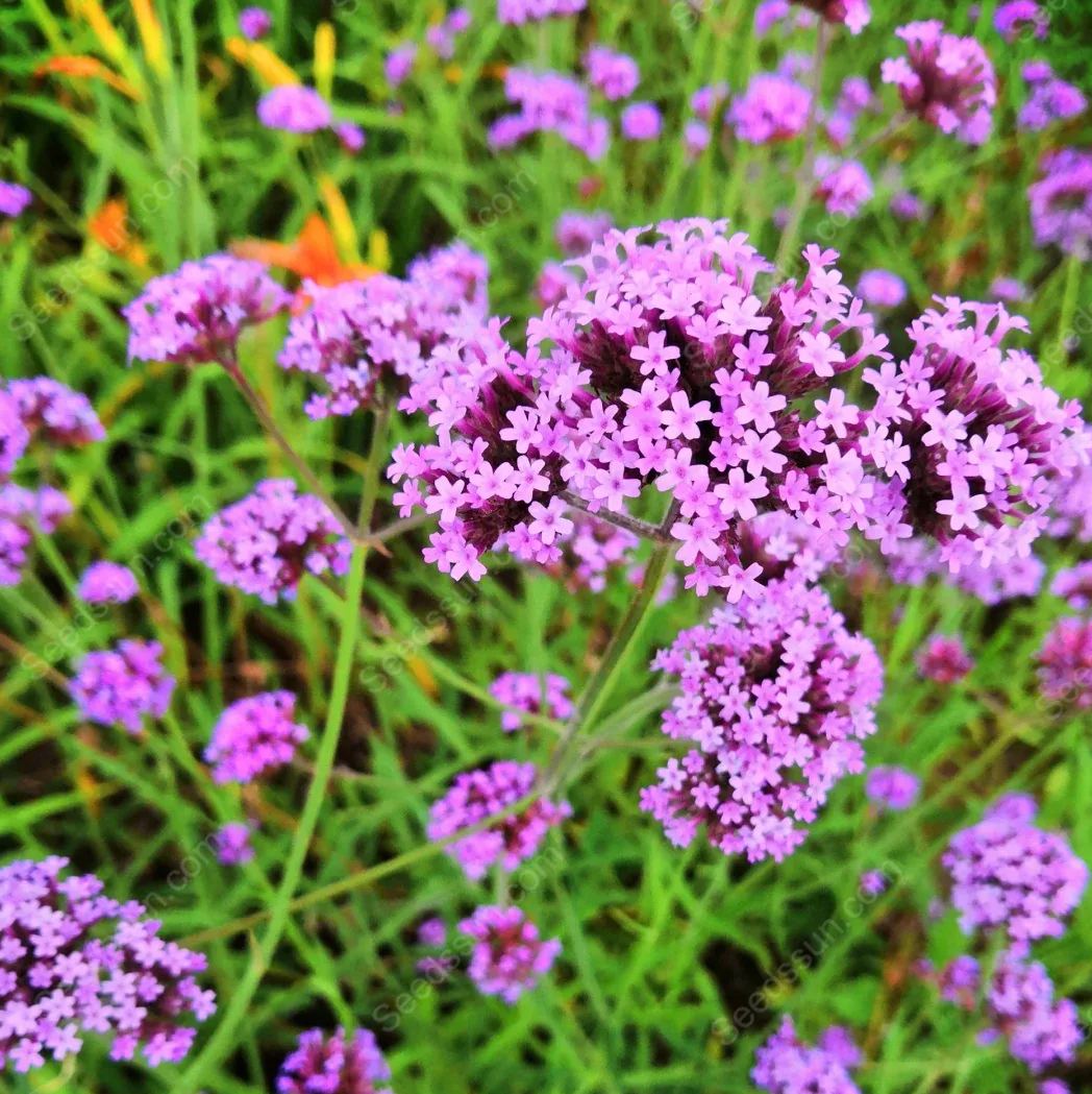 Verbena Seeds - Sea of Flowers Landscape Flower Seeds – SEEDSSUN